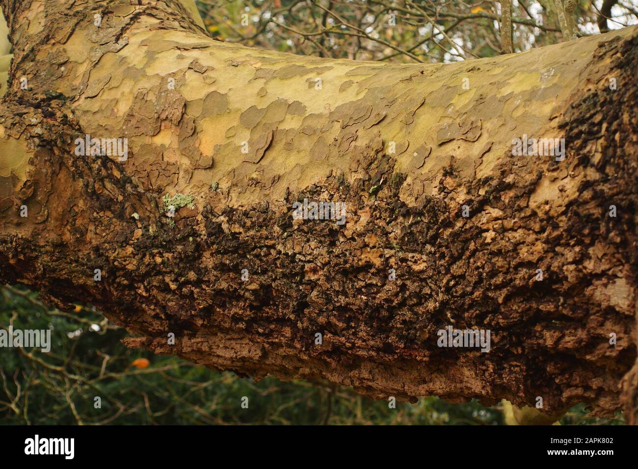 A close up picture of the bark of a London Plane tree that has fallen ...