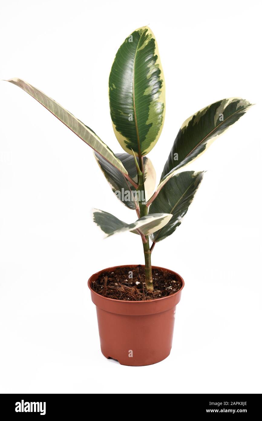 Ficus Elastica Flower