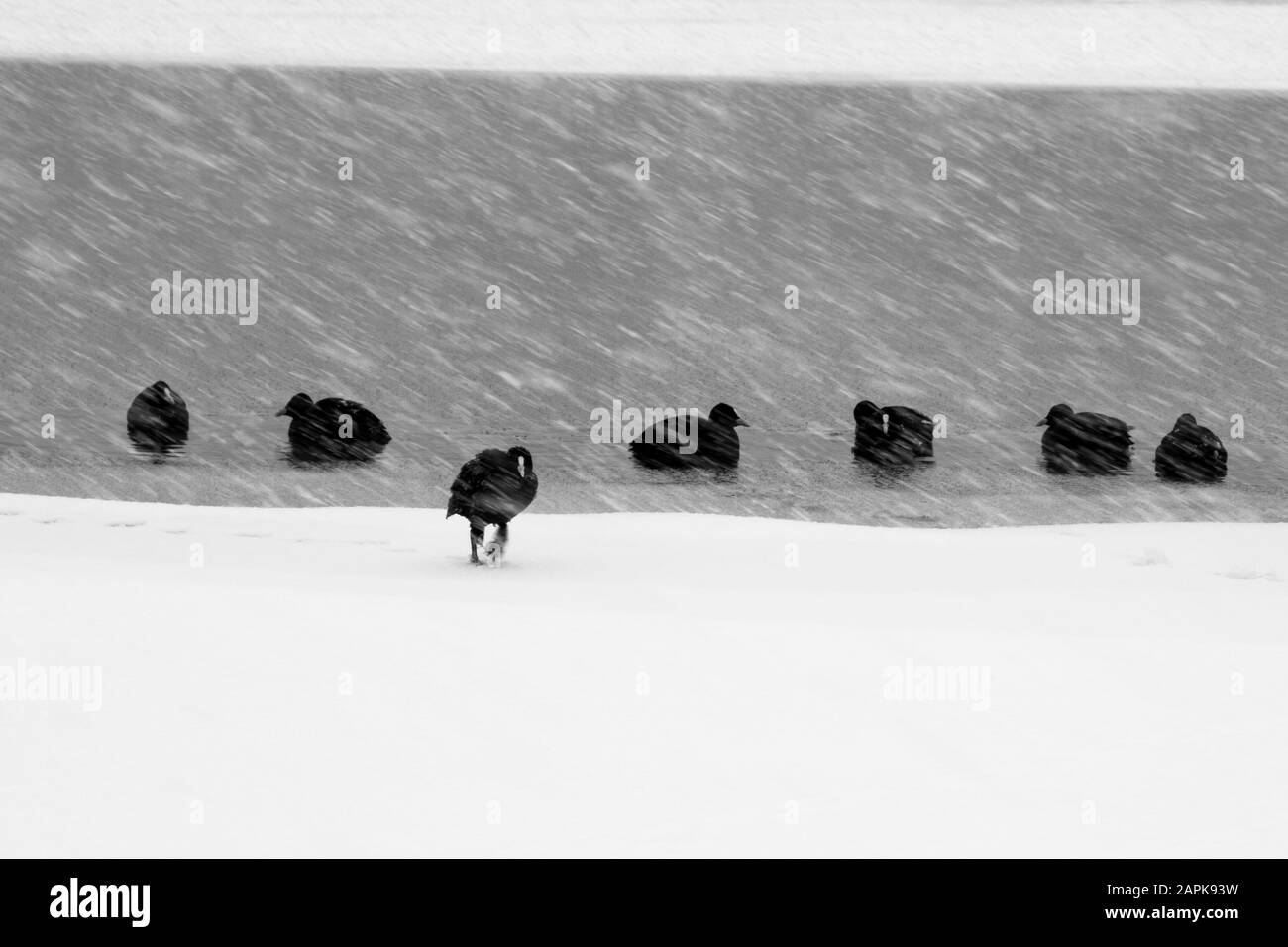 Way bill Black and White Stock Photos & Images - Alamy