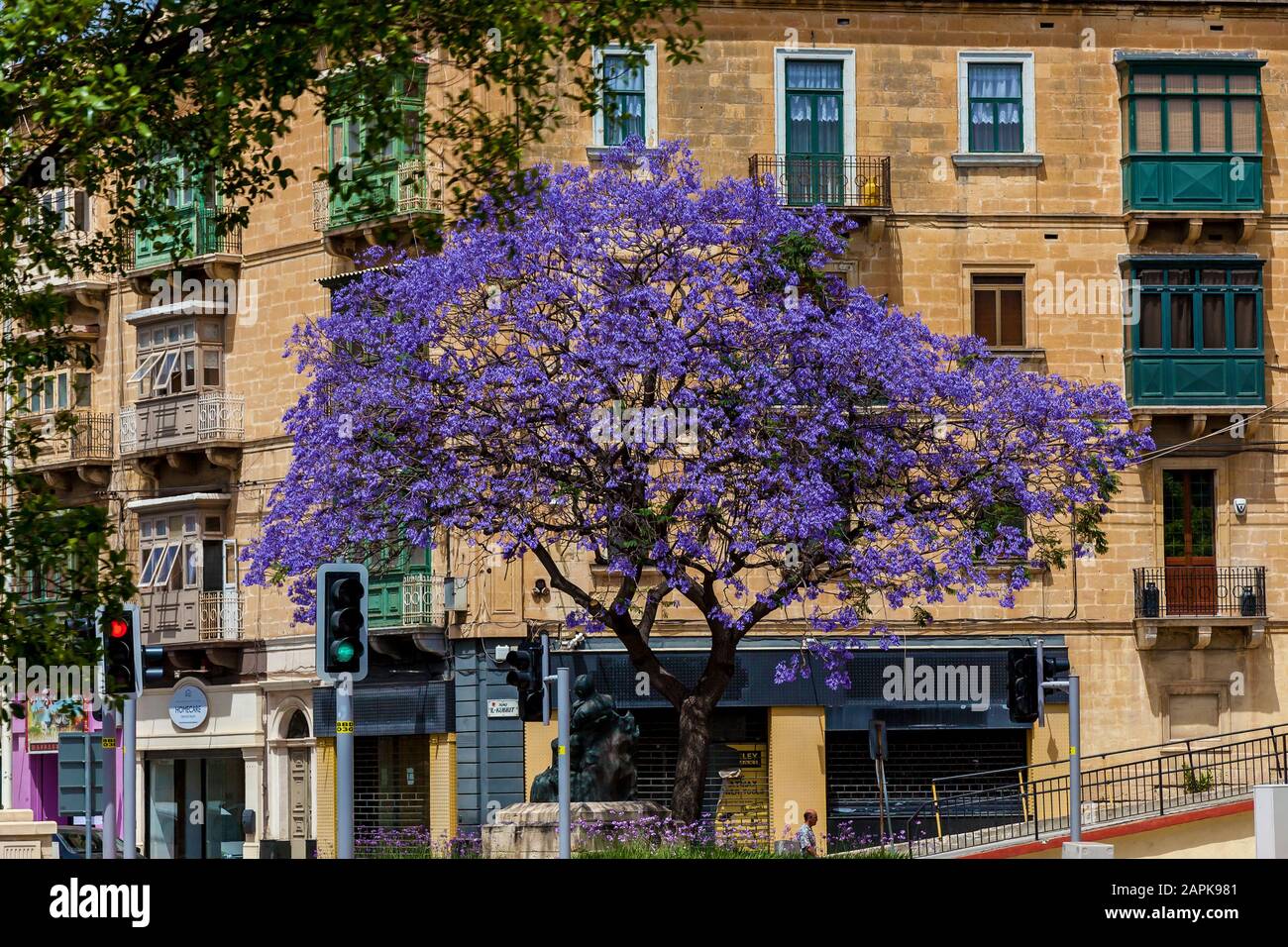 Malta Valletta June 16, 2019: The flowering tree with purple flowers on ...