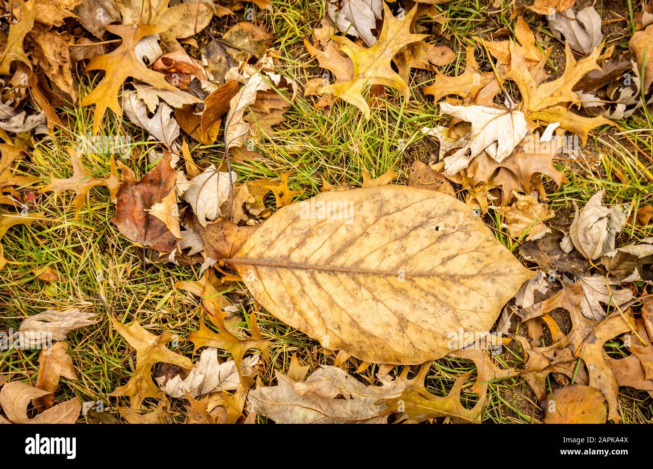 Giant fall leaf on the ground in the fall Stock Photo - Alamy