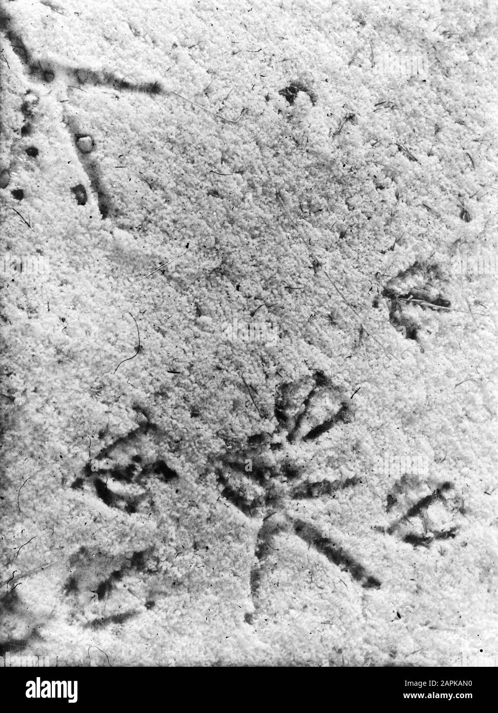 Historical print design Black and White Stock Photos & Images - Alamy