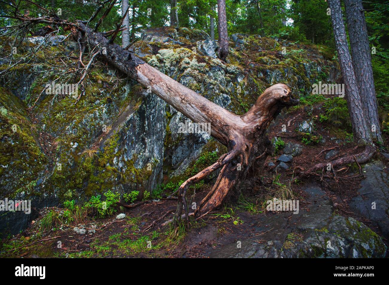 Fallen tree in the forest Stock Photo - Alamy