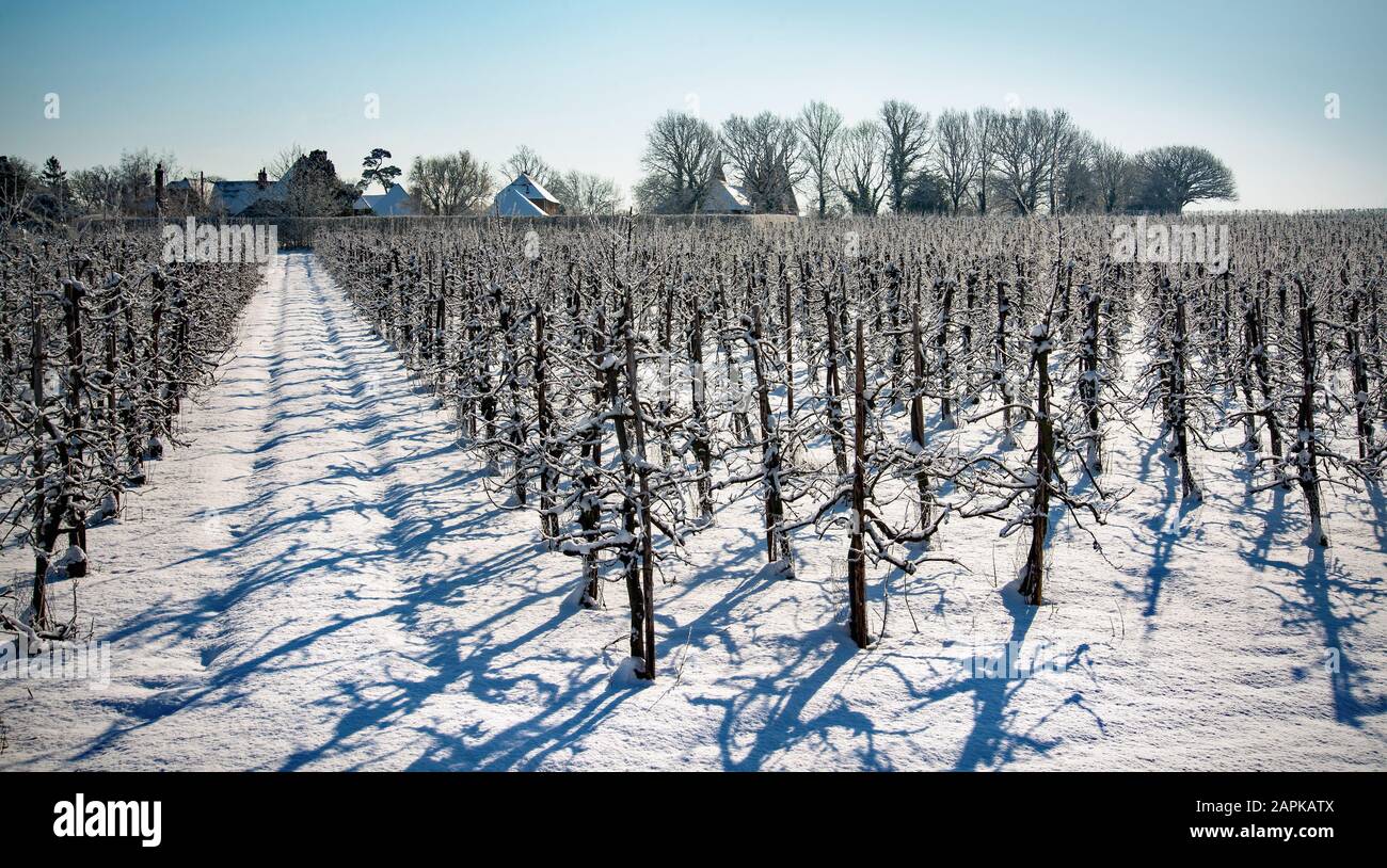 Apple orchard snow hi-res stock photography and images - Alamy