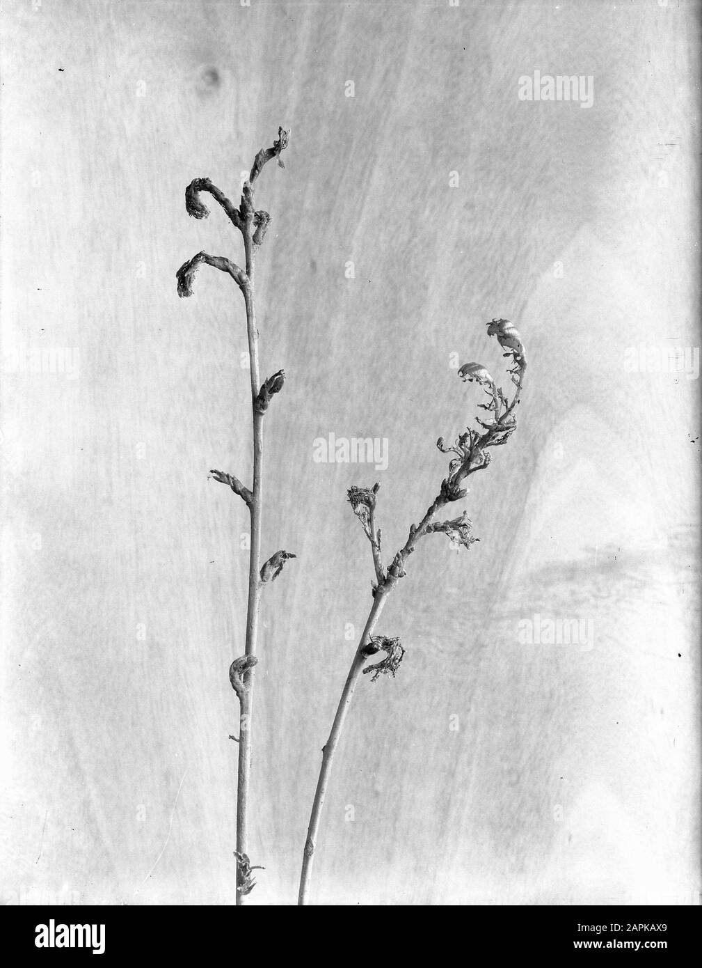 Woodland butterfly Black and White Stock Photos & Images - Alamy