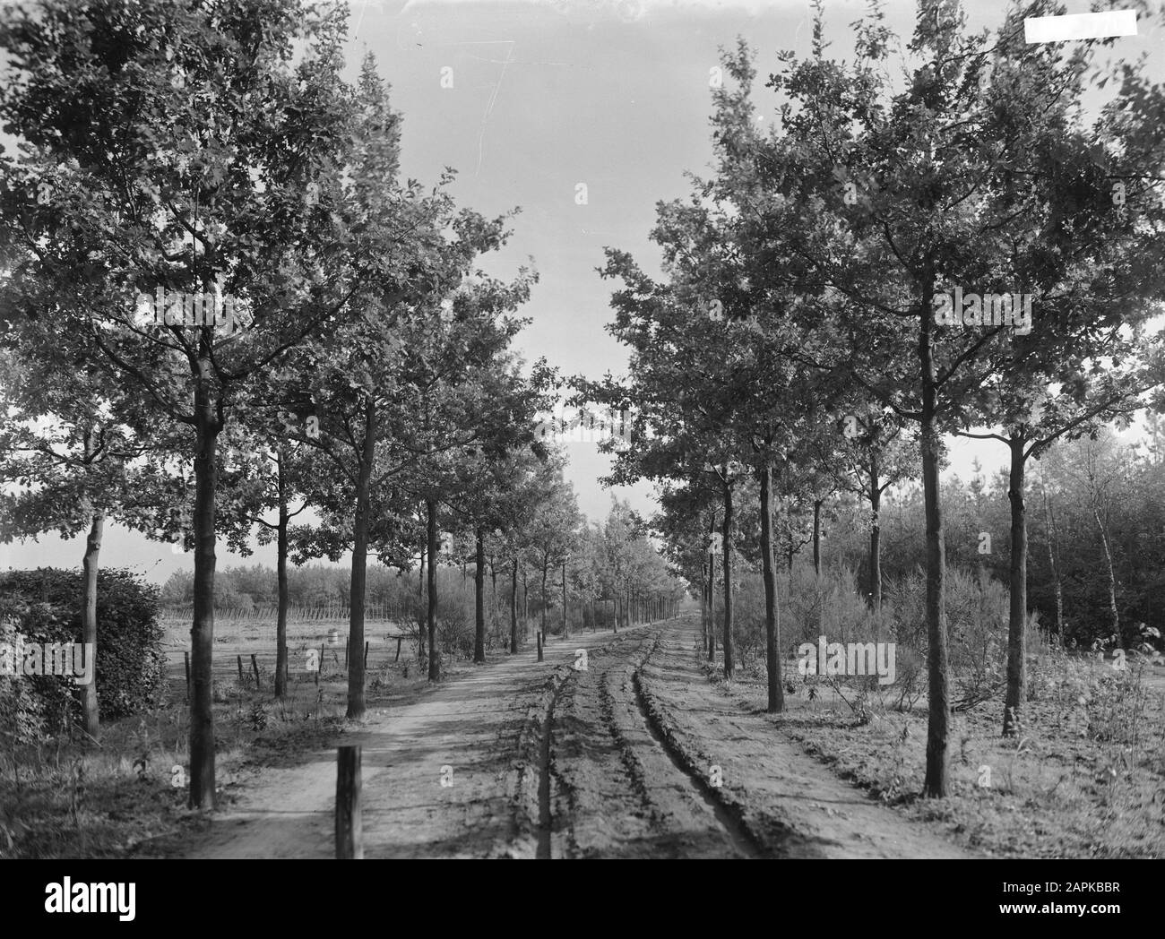 Urban greenery green trees Black and White Stock Photos & Images - Alamy