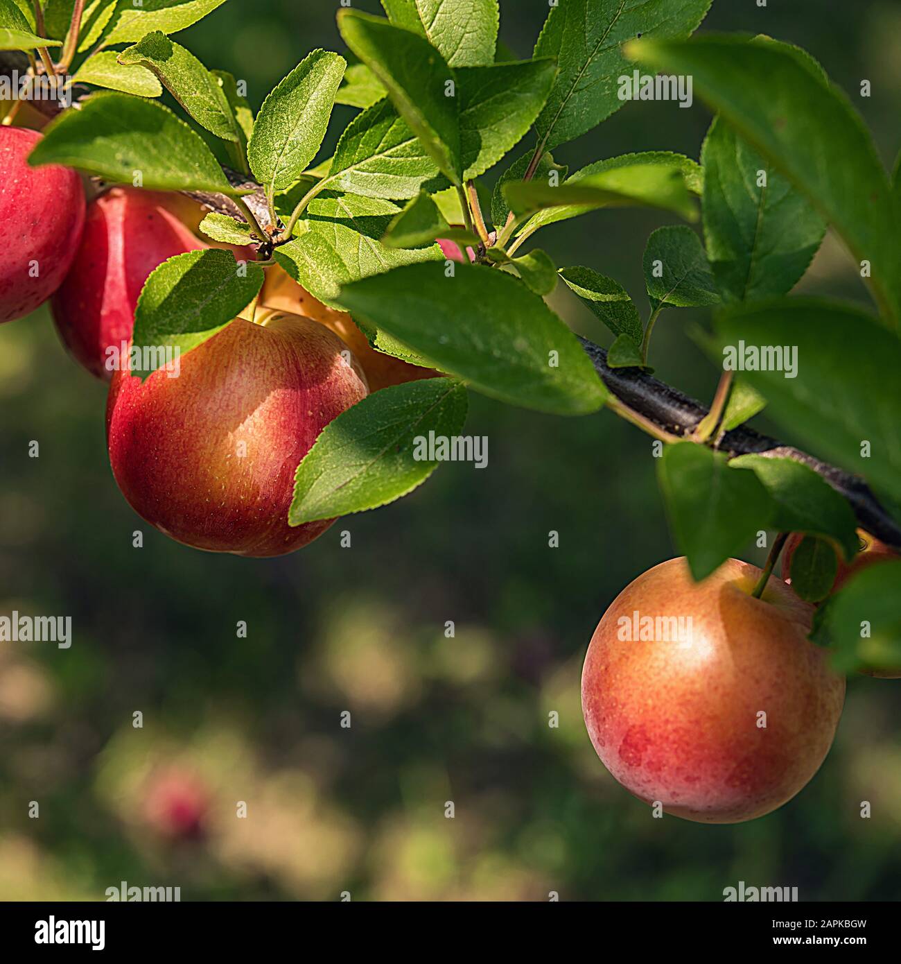 Plums Growing Tree High Resolution Stock Photography and Images - Alamy