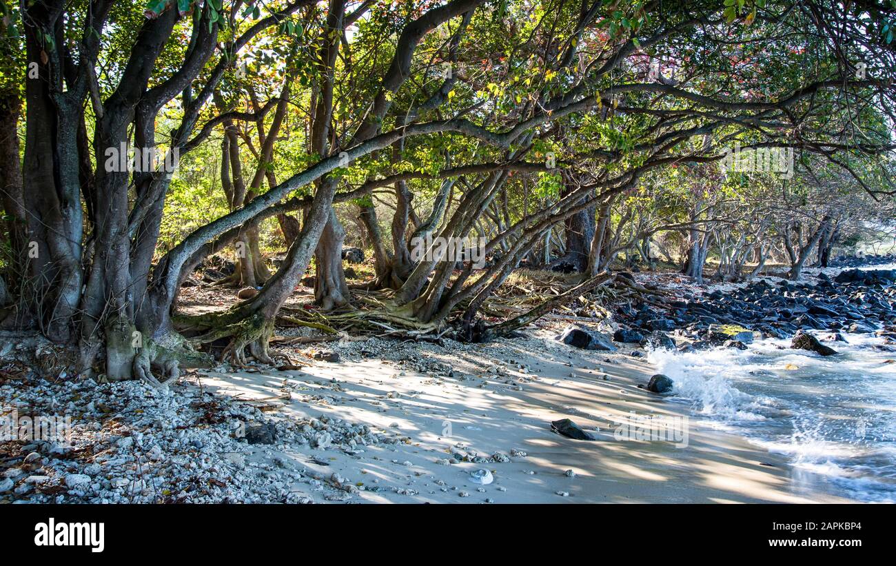 Beach trees and surf, Wolmar, Mauritius Stock Photo - Alamy