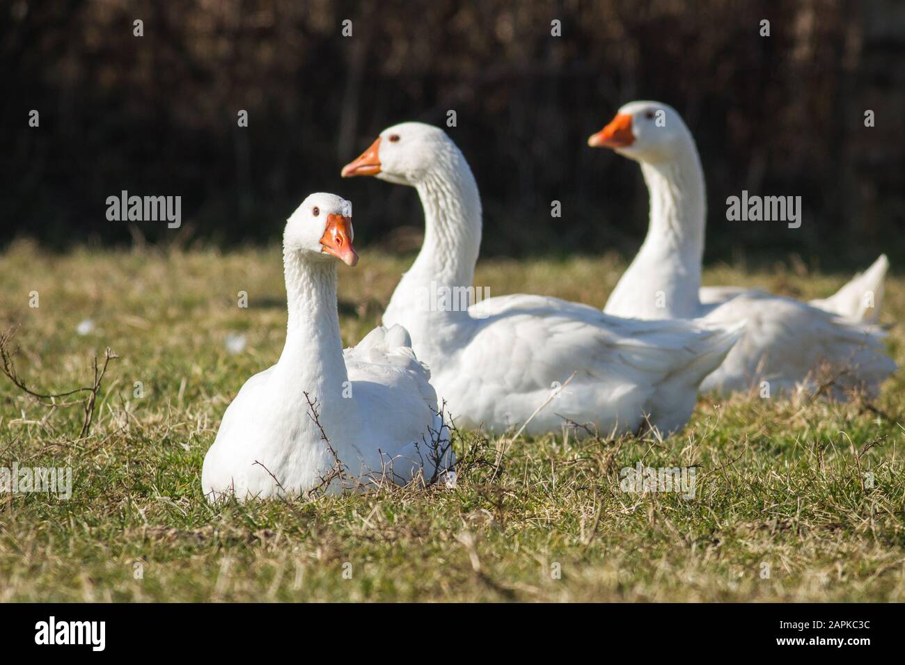 Yellow geese hi-res stock photography and images - Alamy