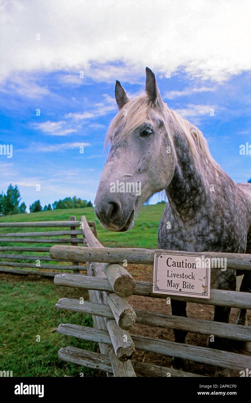 Beware of livestock (horse) sign Stock Photo - Alamy