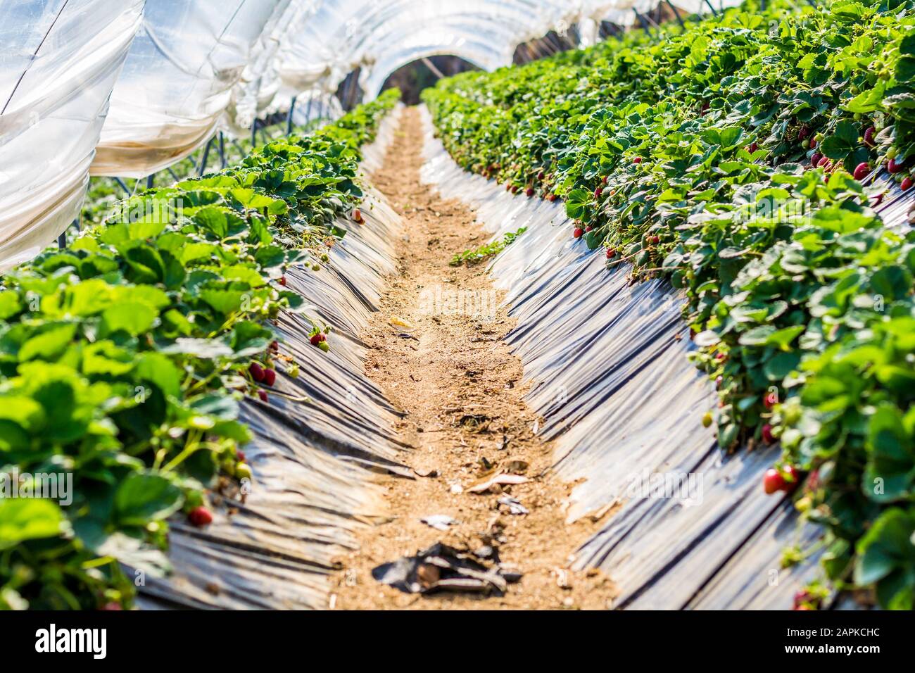 Healthy strawberry farm field Stock Photo - Alamy