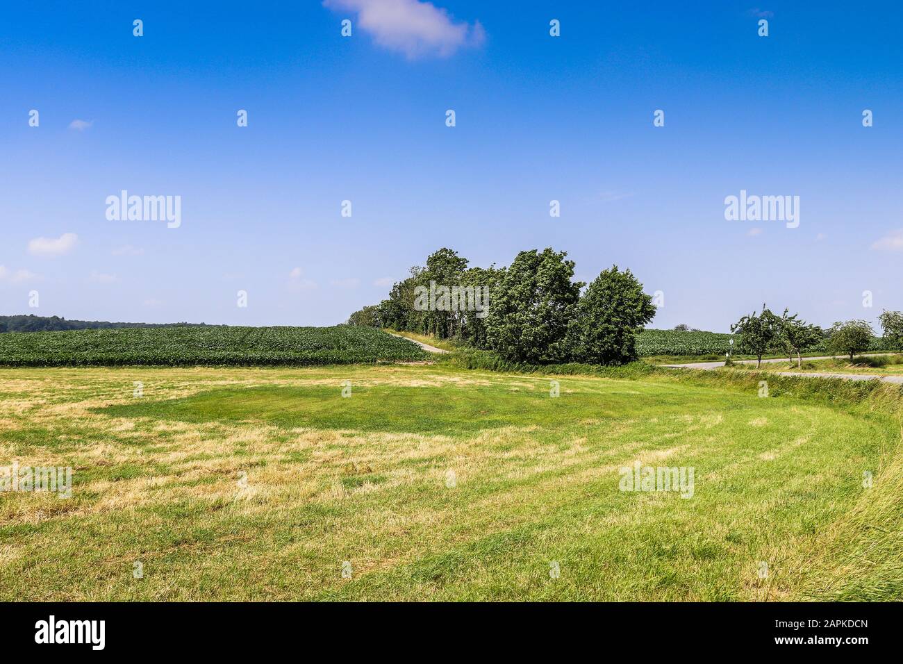 Beautiful summer landscape of fields with grass and trees Stock Photo ...