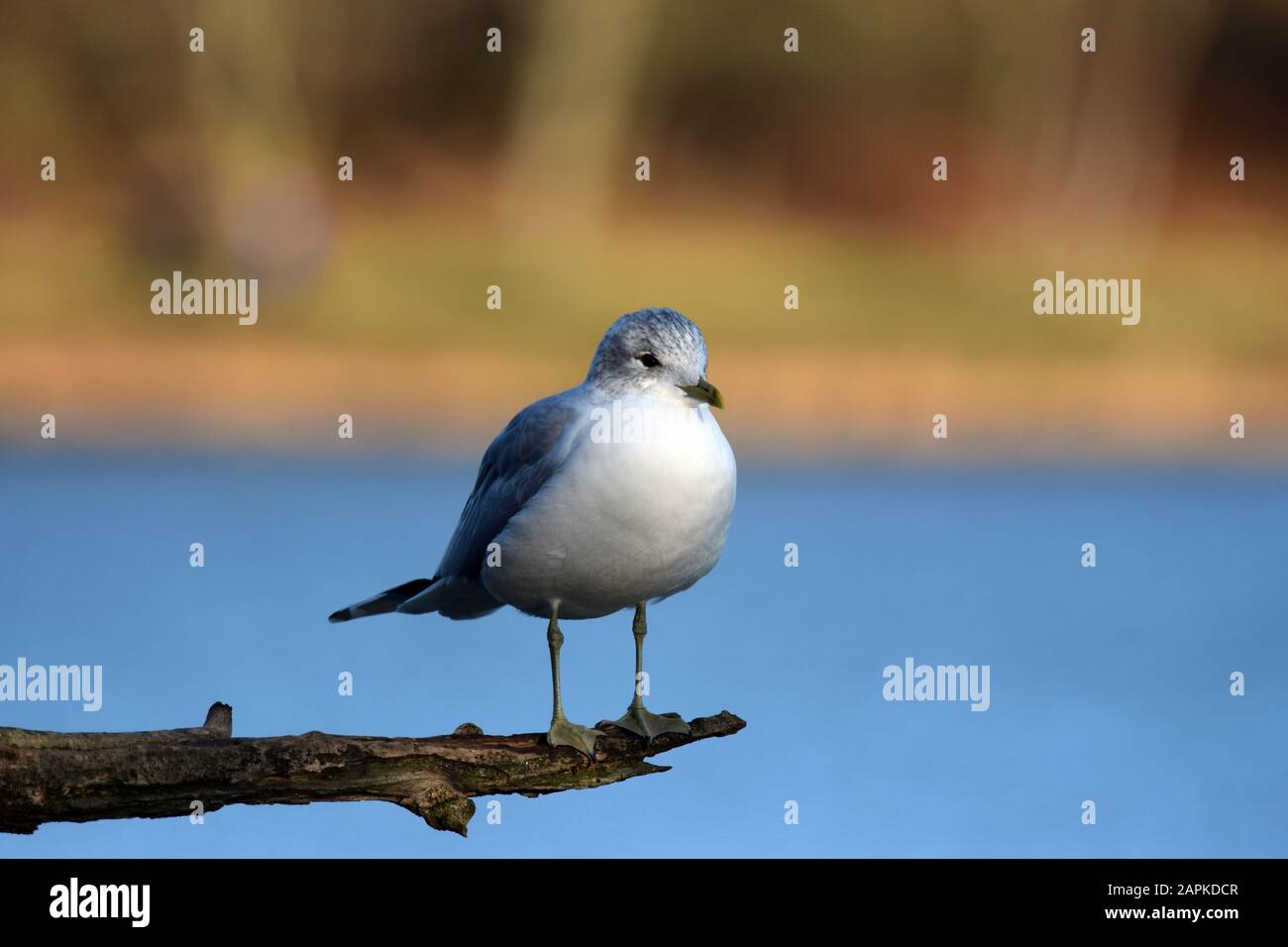 Gull with yellow feet hi-res stock photography and images - Alamy