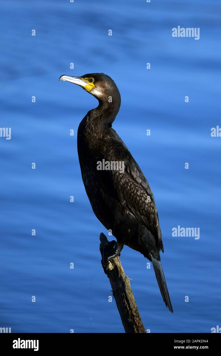 Cormorant underwater hi-res stock photography and images - Alamy