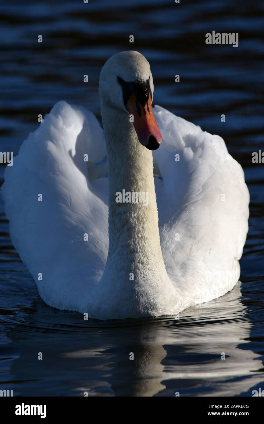 Scottish wildlife white swan hi-res stock photography and images - Alamy