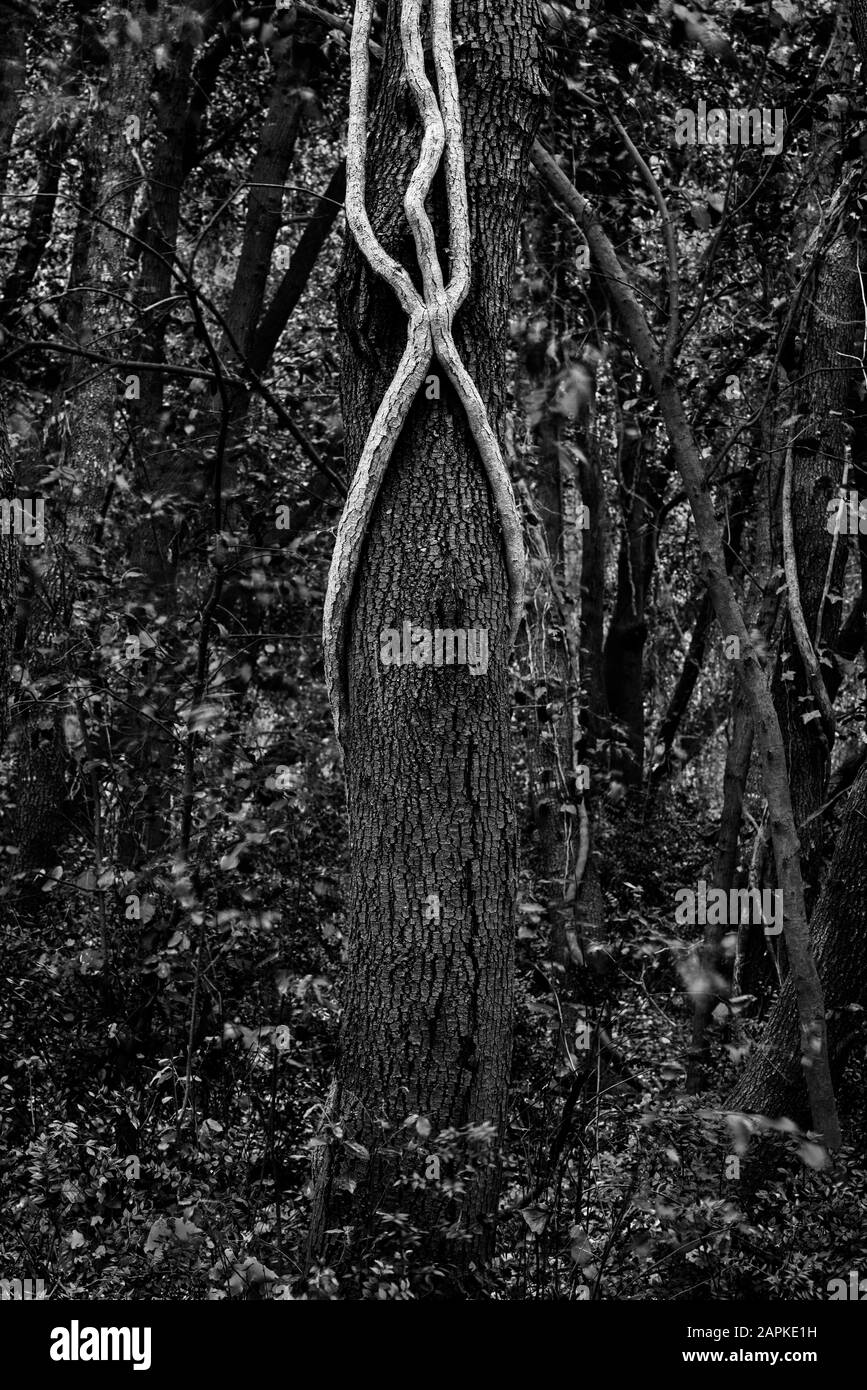 Spider form Black and White Stock Photos & Images - Alamy