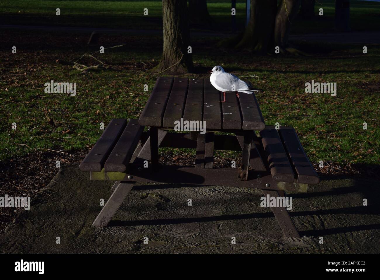 Picnic table bird feeder hi-res stock photography and images - Alamy