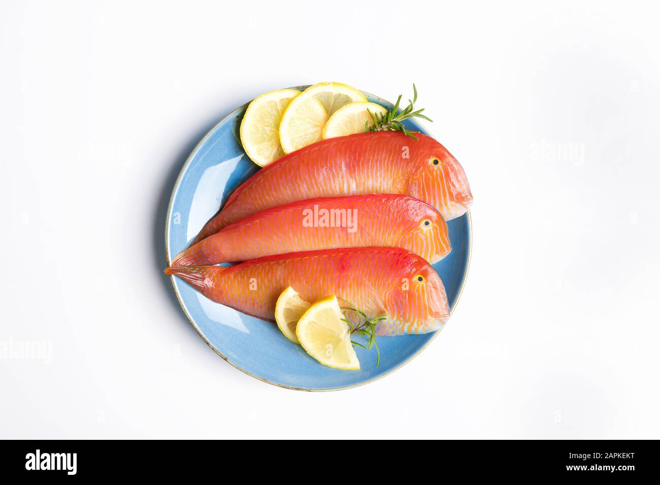 Beautiful tropical red sea fish Pearly razorfish on a blue background ...
