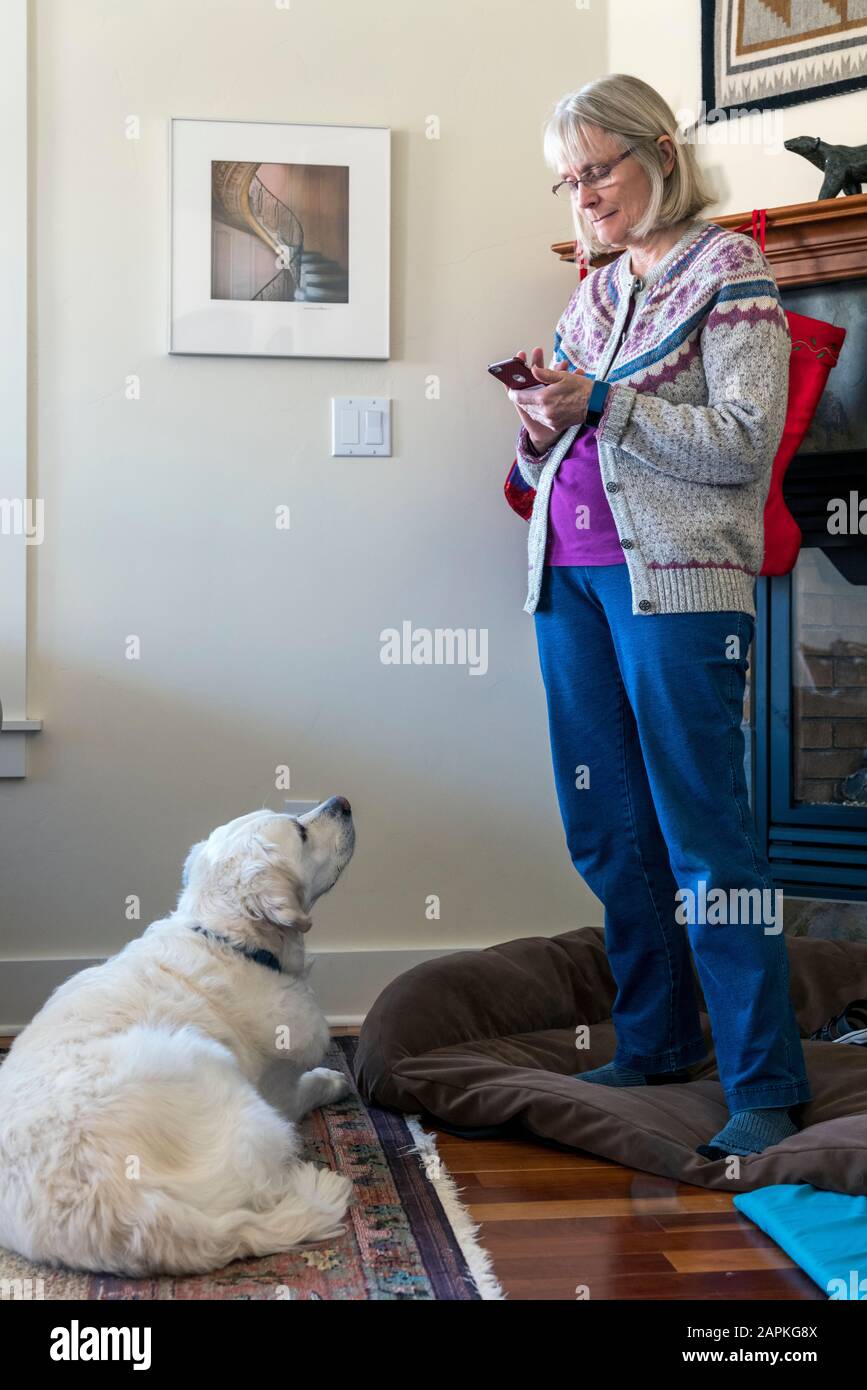 Senior golden retriever hi-res stock photography and images - Alamy