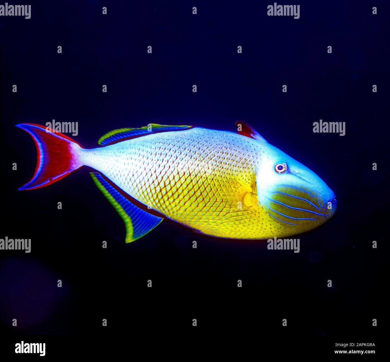 Xanthichthys High Resolution Stock Photography and Images - Alamy