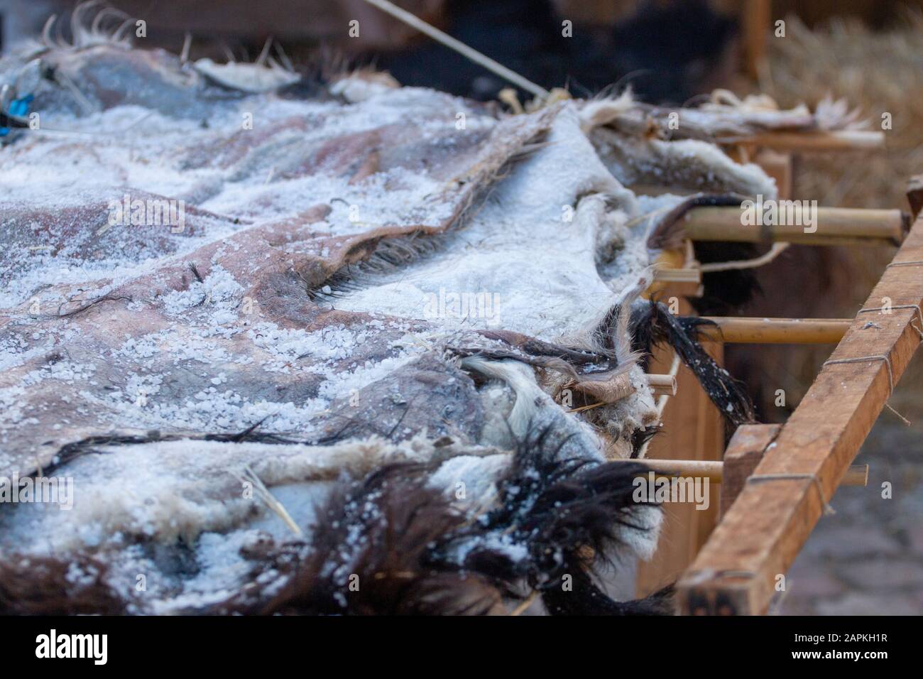 Close up view of an Animal hide being salted for drying on a medieval ...