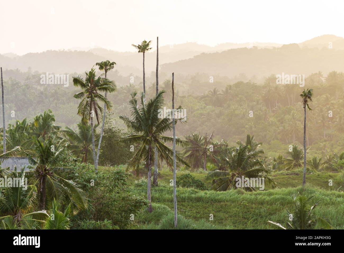 Smoke and haze over tropical jungle before sunset Stock Photo - Alamy