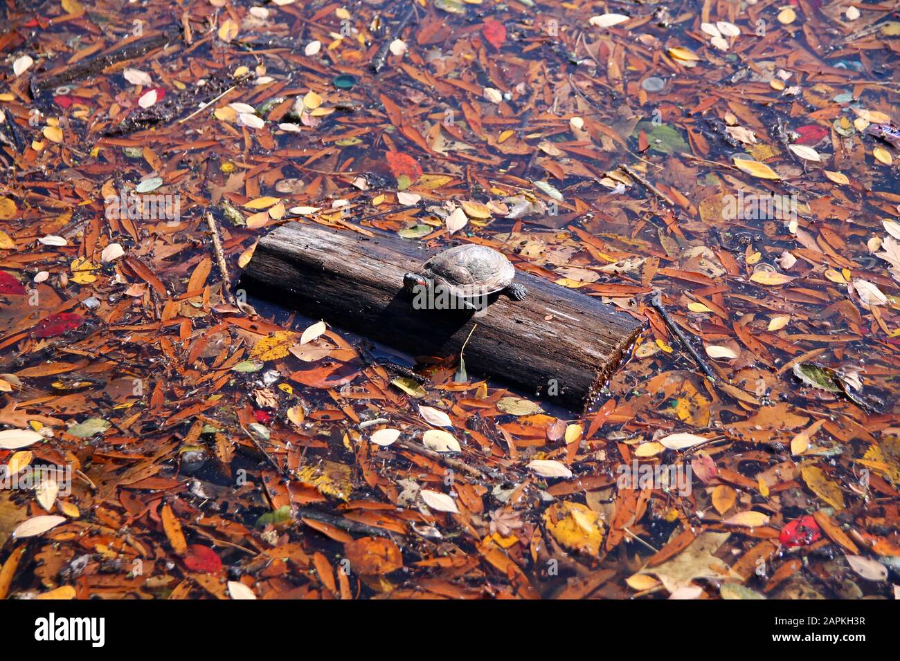 The floating turtle on the fall leaves Stock Photo - Alamy