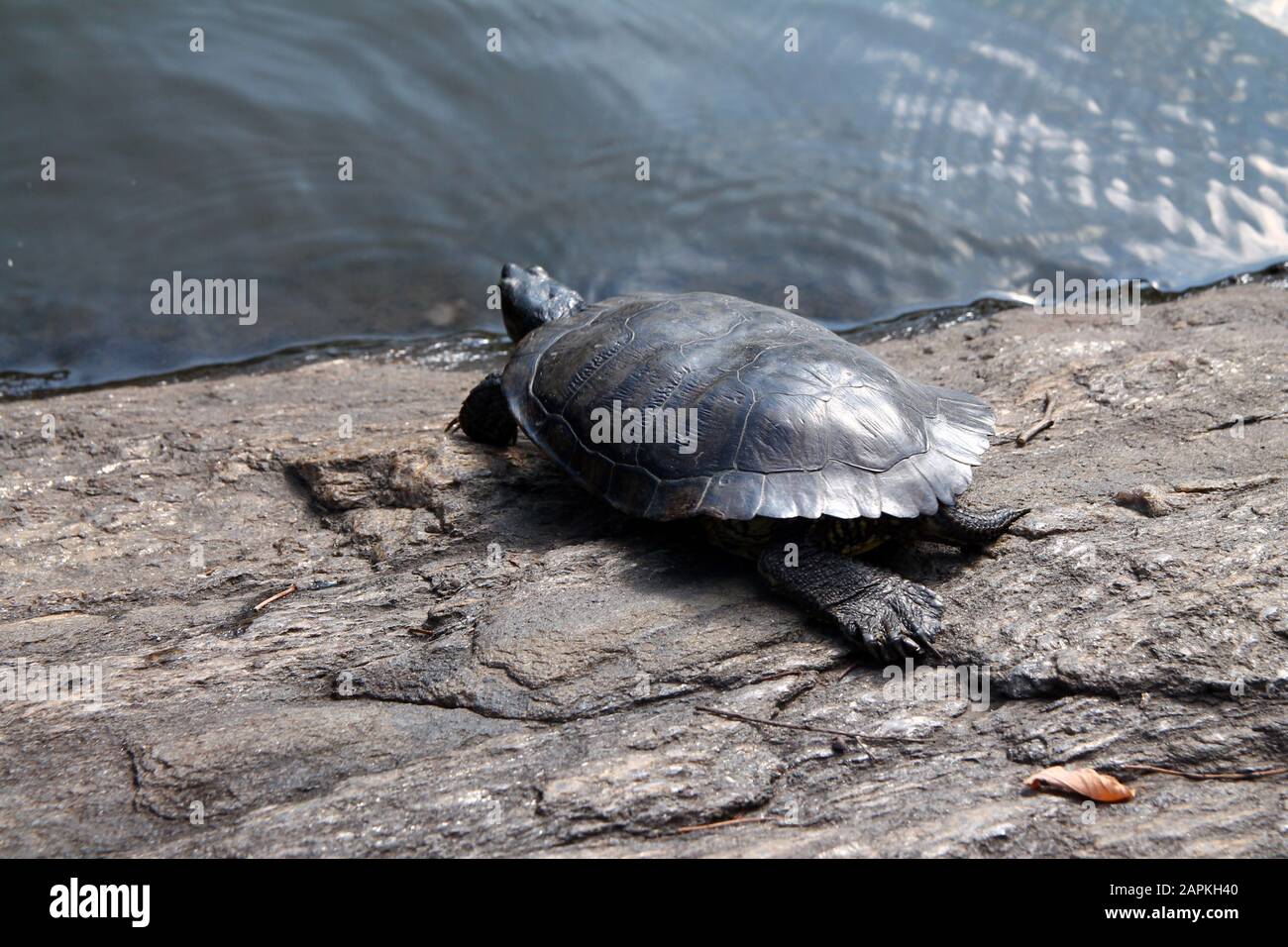 Pond duck turtle hi-res stock photography and images - Alamy