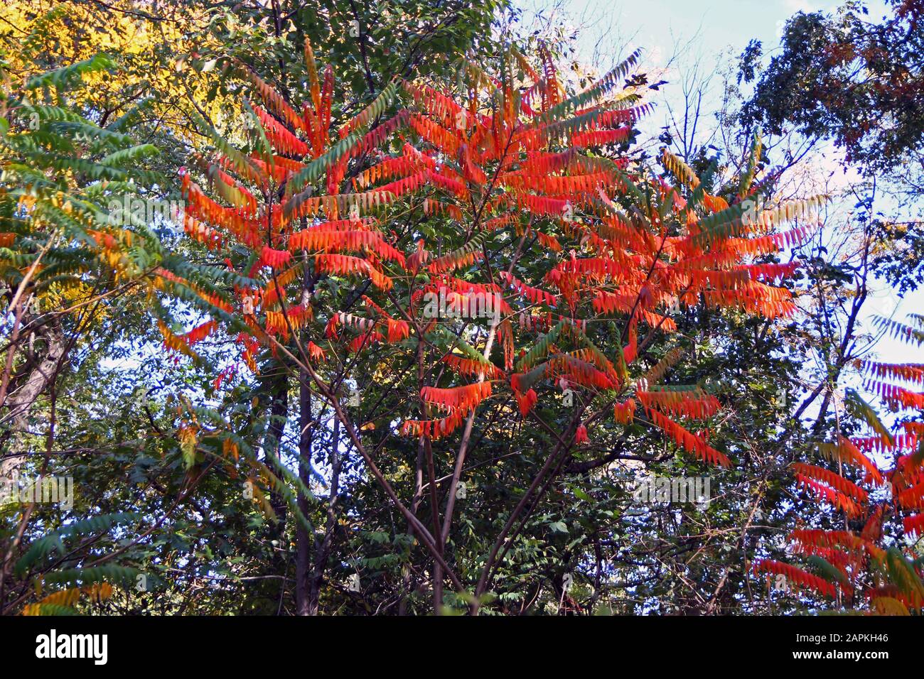 The red tree in the green woods Stock Photo - Alamy