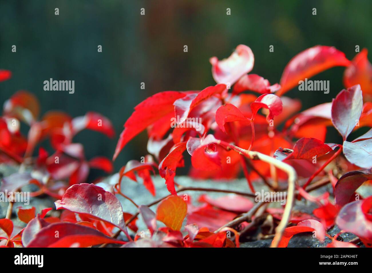 Fall foliage scenery hi-res stock photography and images - Alamy