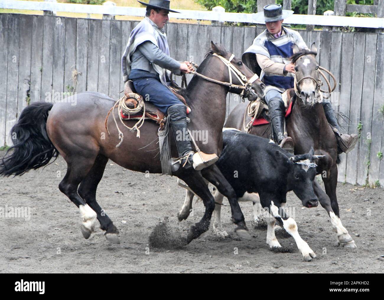 Chile rodeo huasos 1 jpg hi-res stock photography and images - Alamy