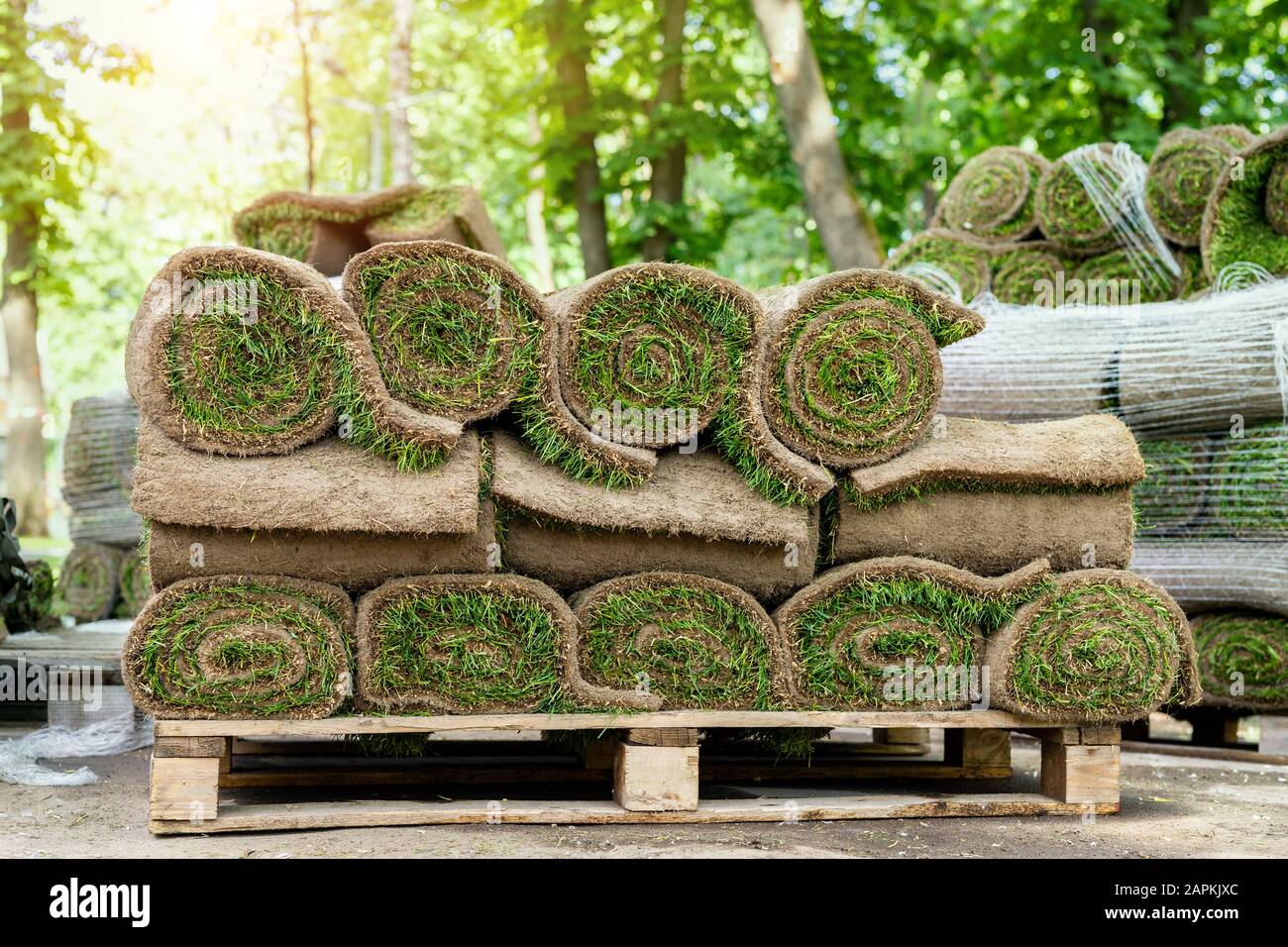Stacks of green fresh rolled lawn grass on wooden pallet at dirt ...