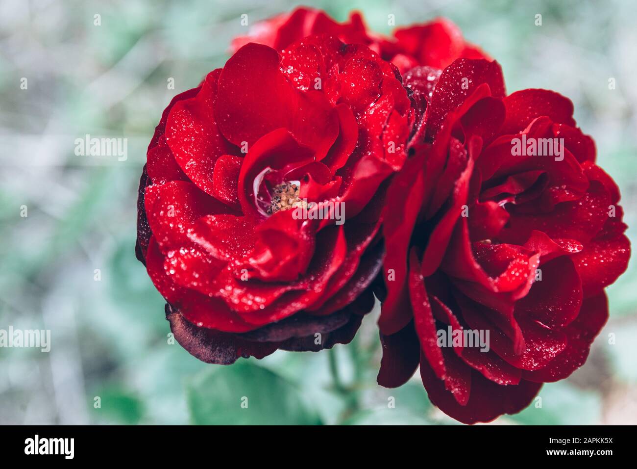 Beautiful red rose flowers with drops after rain in summer time ...