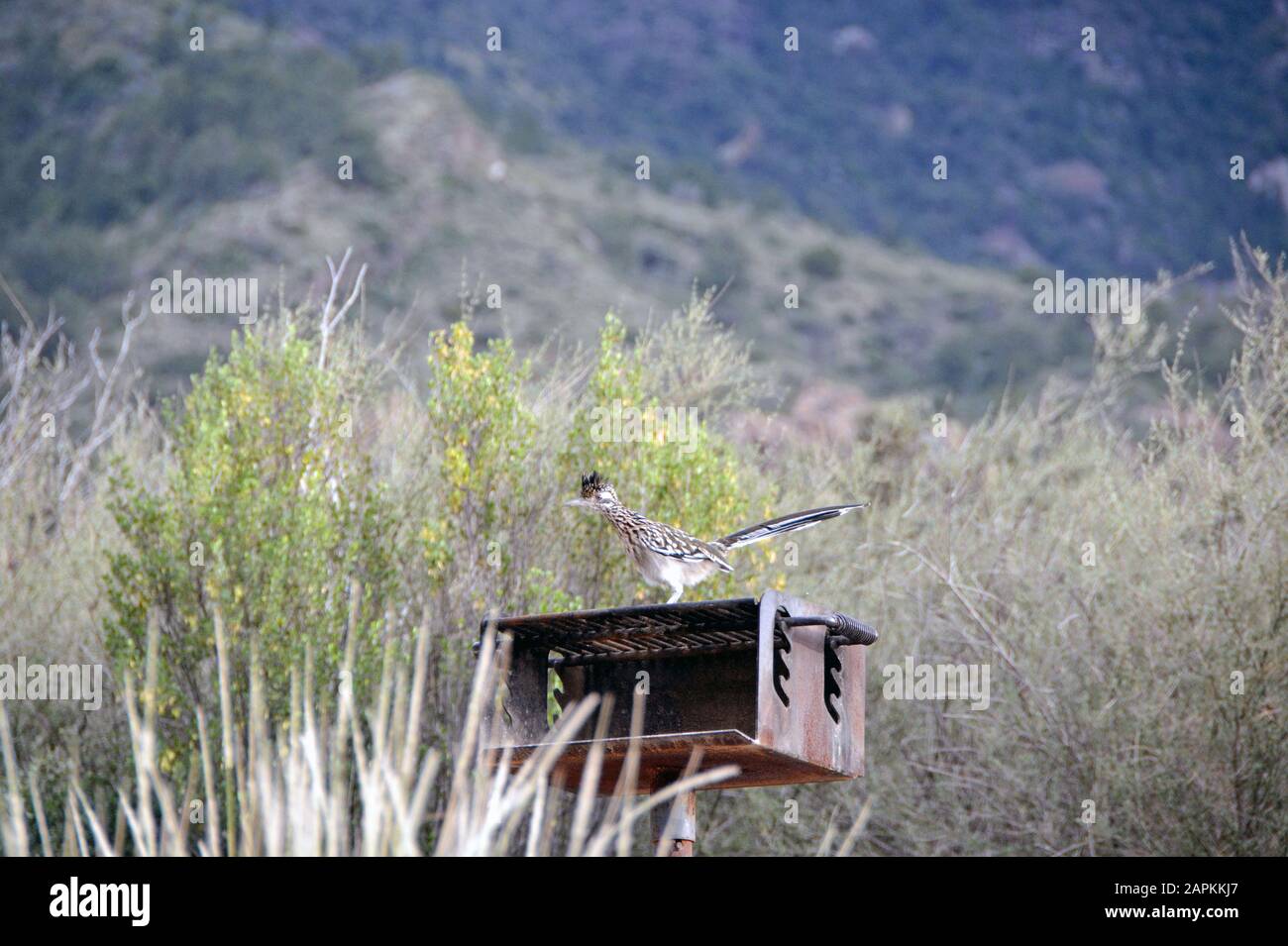 Big bend national park texas birds hi-res stock photography and images ...