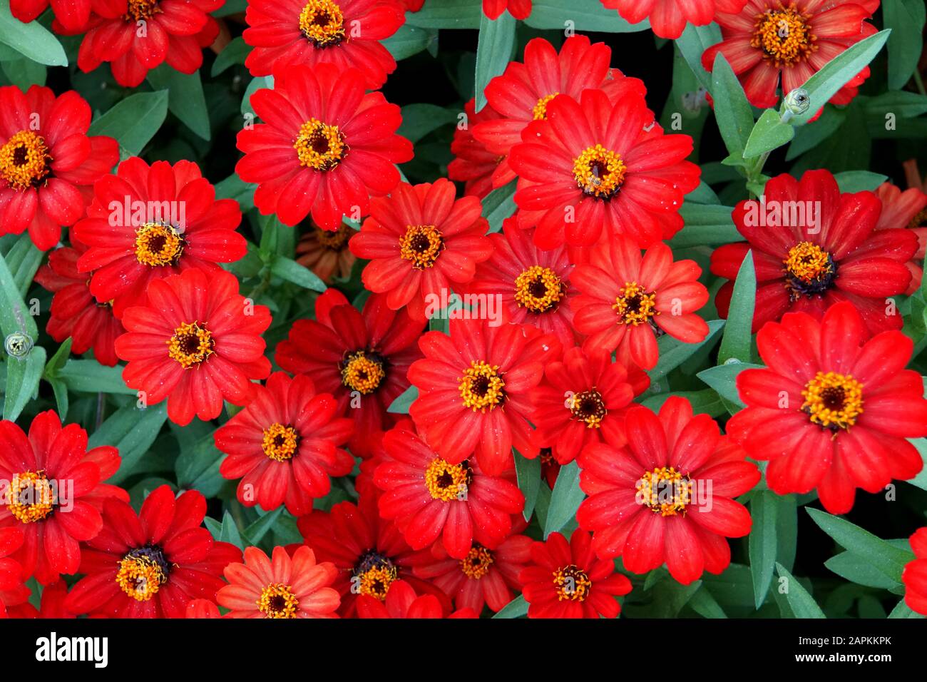 Profusion of flowers hi-res stock photography and images - Alamy