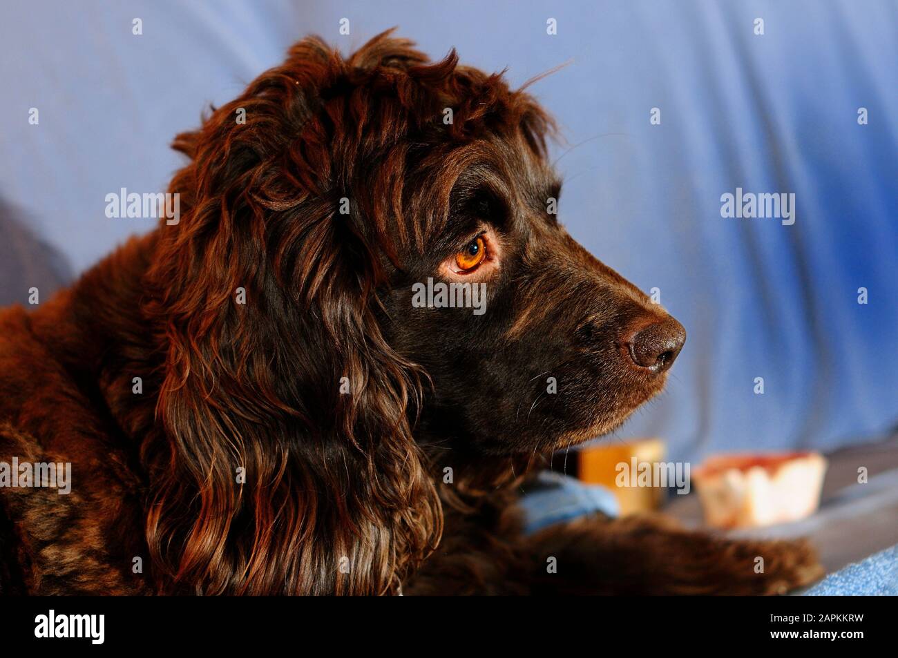 Boykin spaniel hi-res stock photography and images - Alamy