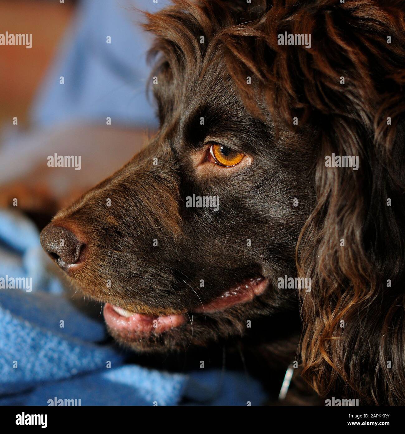 Boykin spaniel hi-res stock photography and images - Alamy