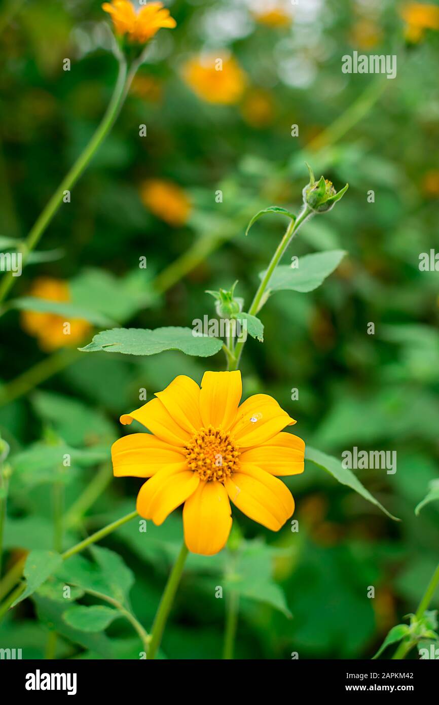 tree marigold flower in bloom Stock Photo - Alamy