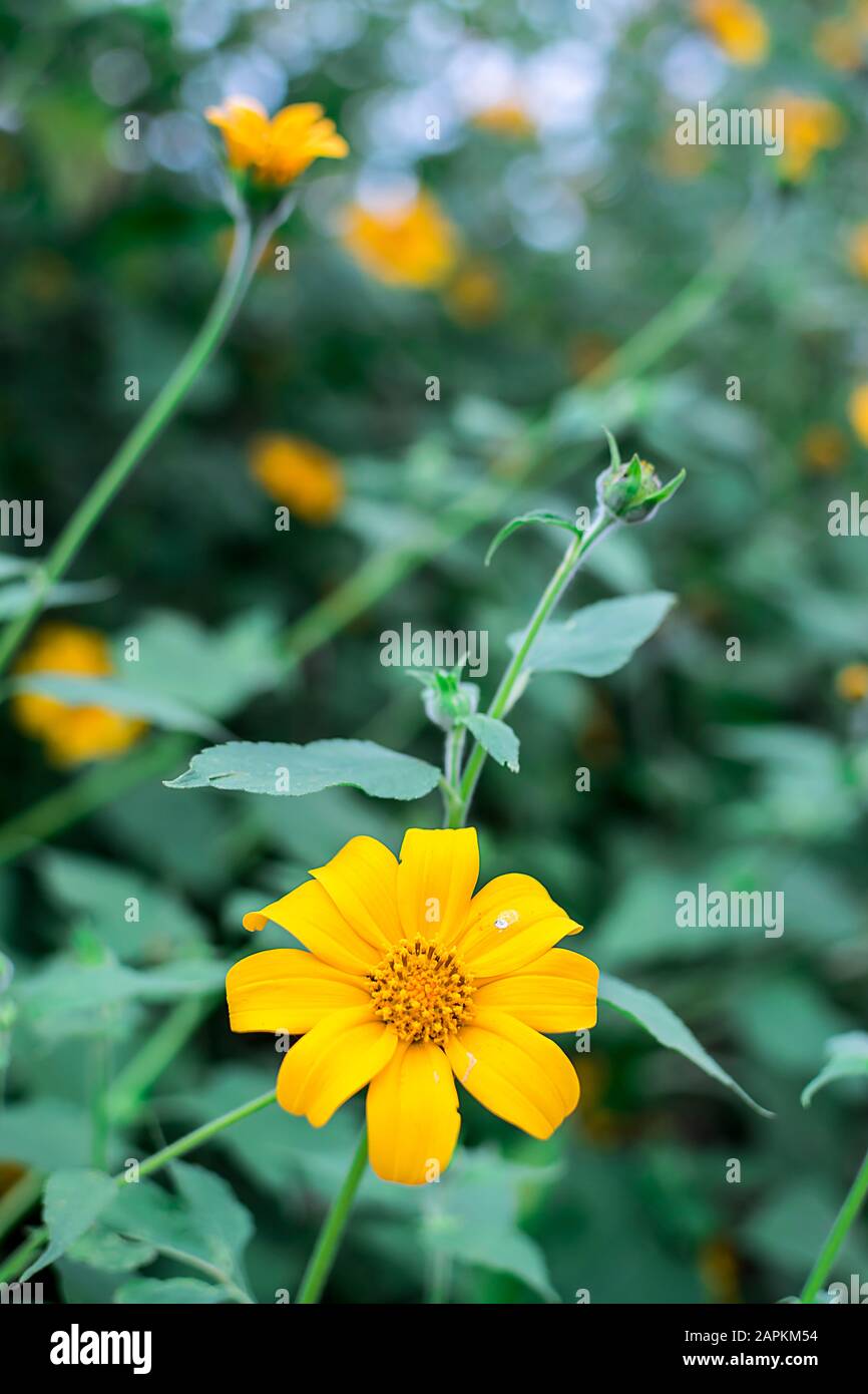 Sunflower Tree High Resolution Stock Photography and Images - Alamy