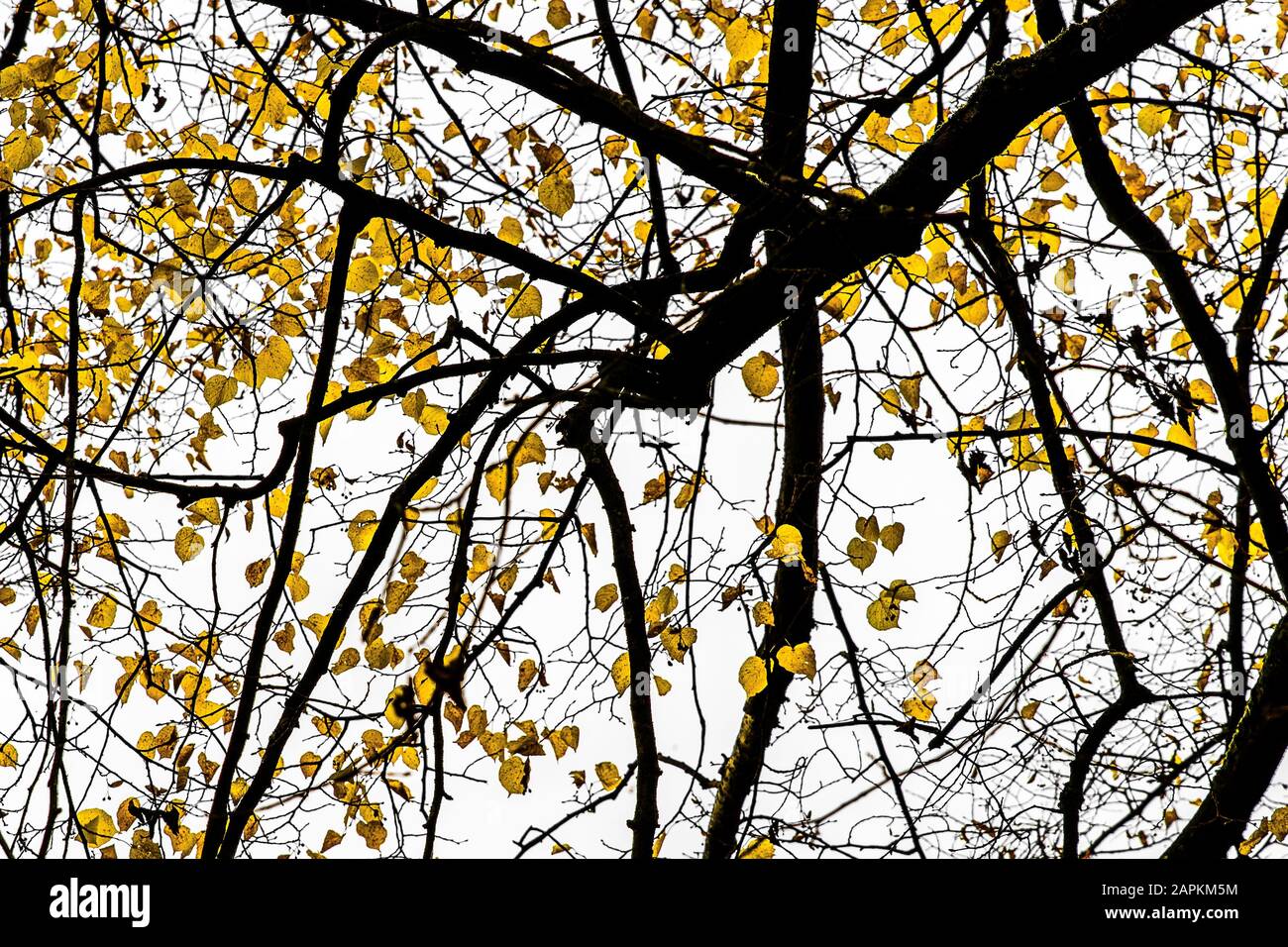Low angle shot of tree branches with leave drying in the autumn season ...