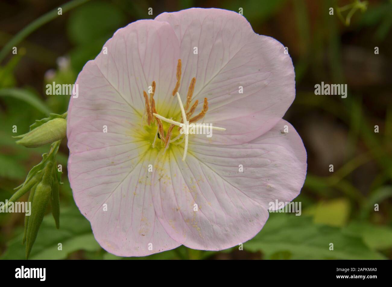 Blooming colourfully on a roadside grass verge in a rural area of ...