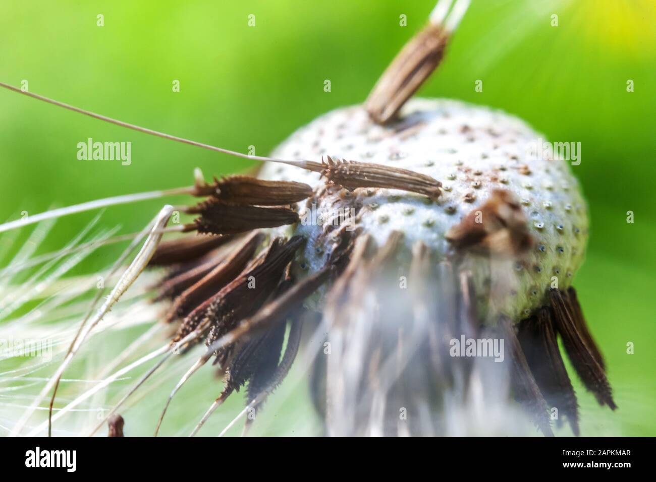 Dandelion seeds blowing in wind in summer field background. Change ...