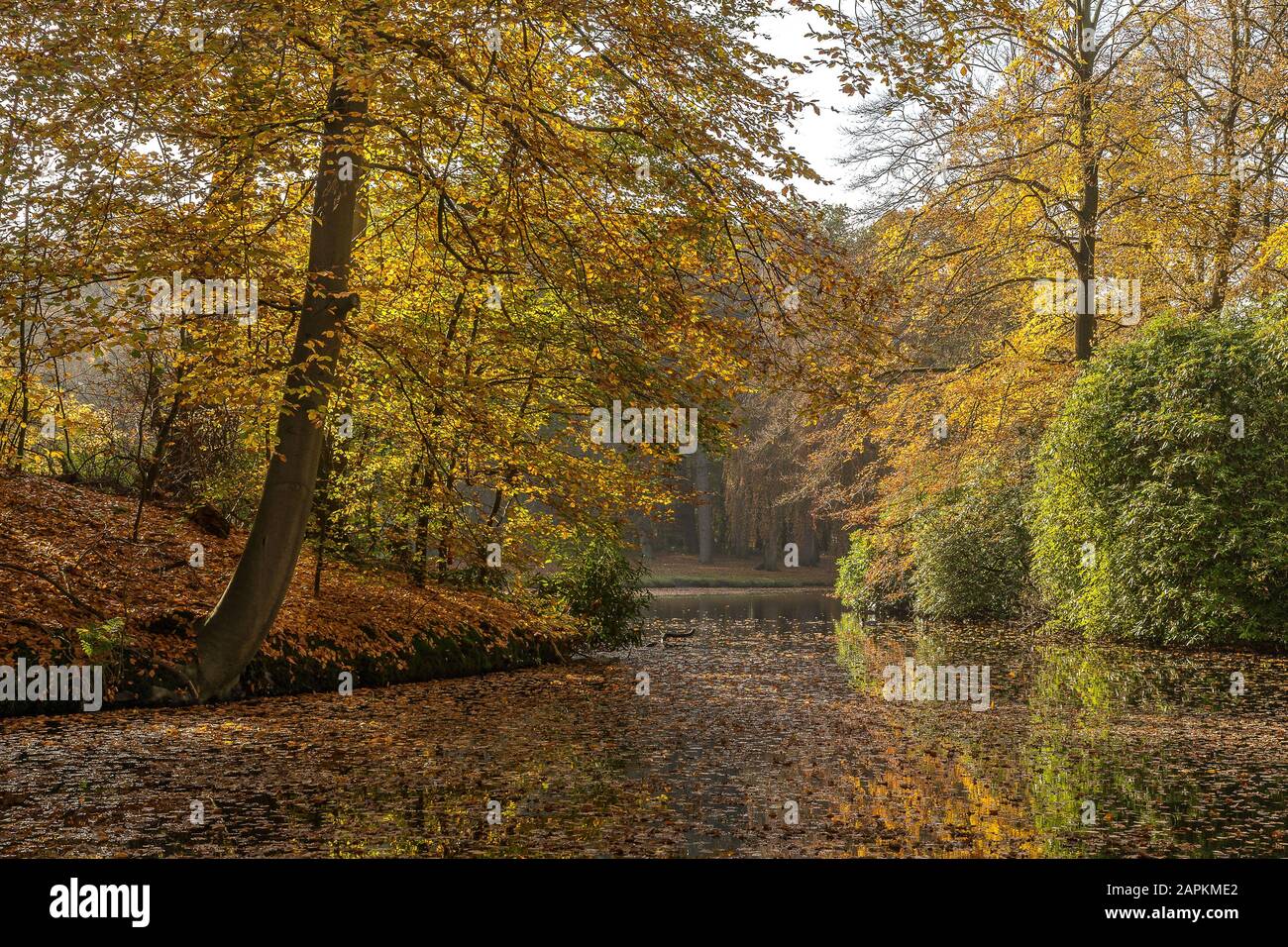 Calming view of a lake surrounded by a land full of trees and grass ...