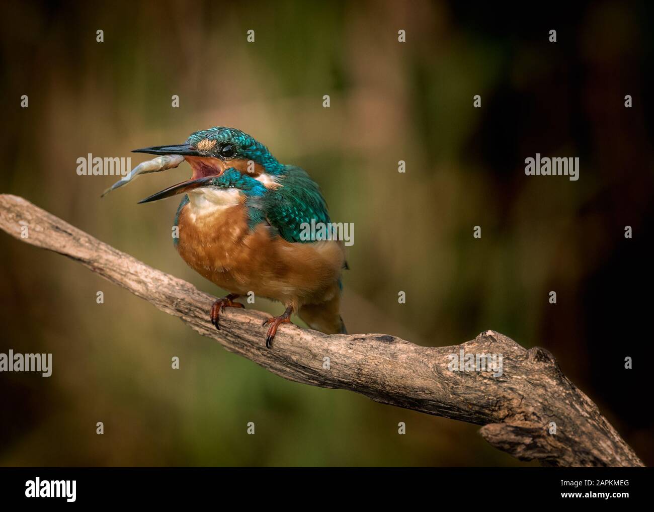 Kingfisher color hi-res stock photography and images - Alamy