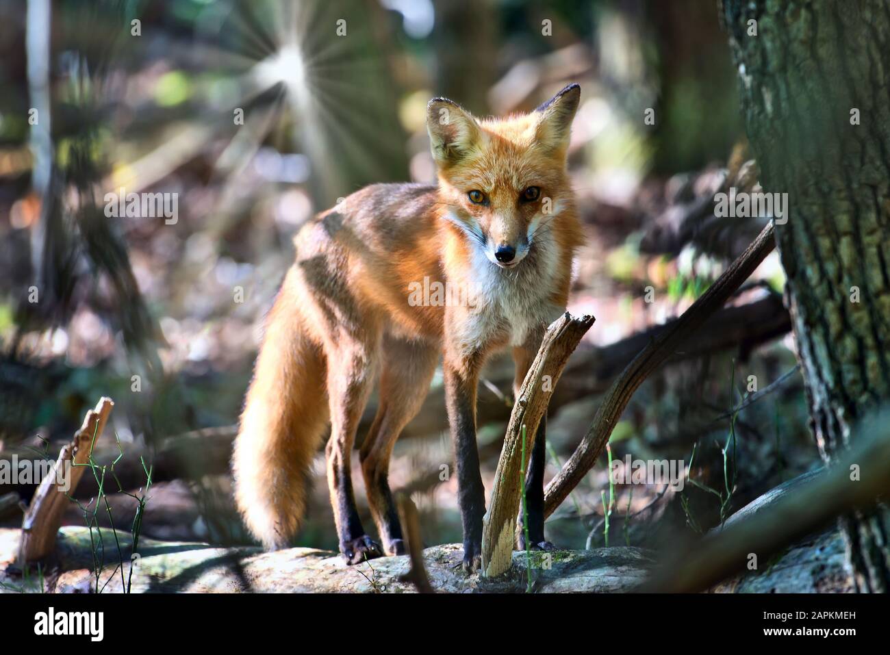 Wild Red Fox standing on a log in a Maryland forest with the sun ...