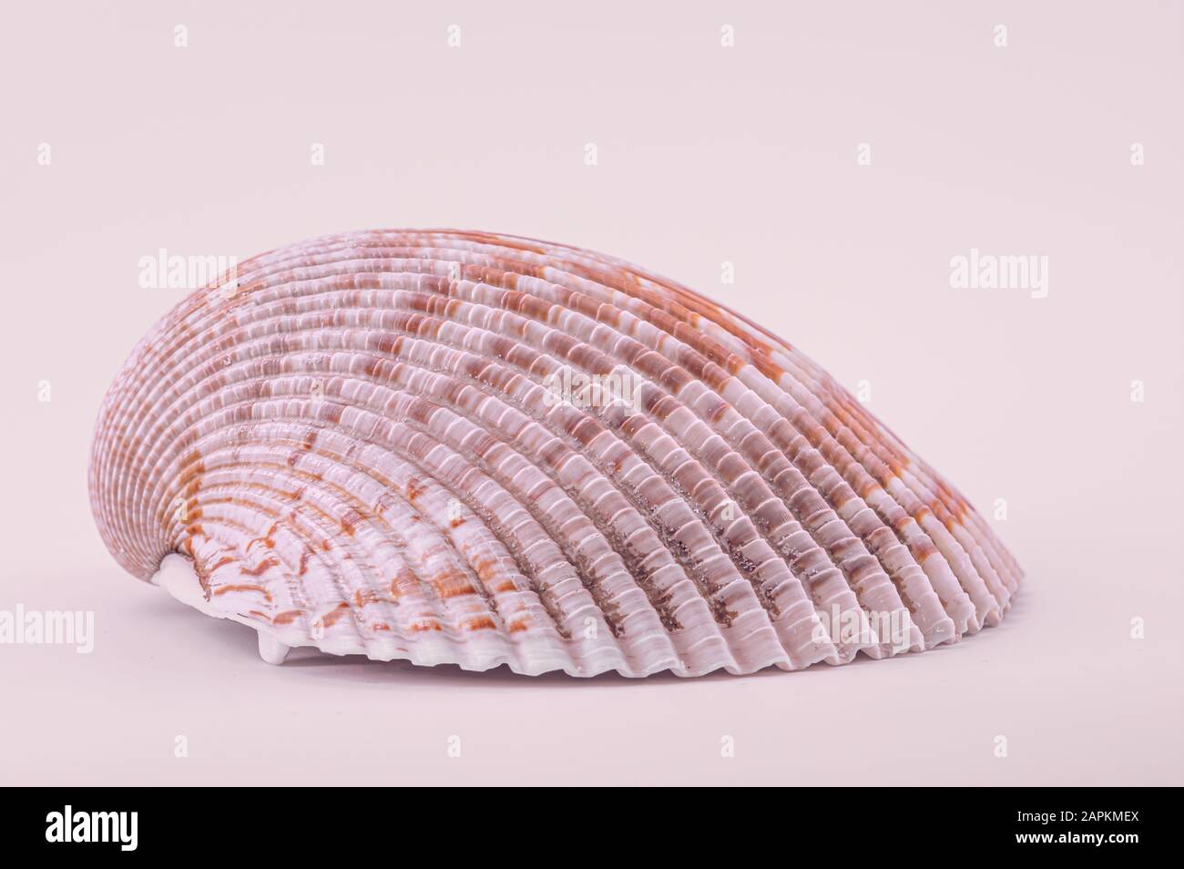 Macro of a single sea shell Stock Photo - Alamy