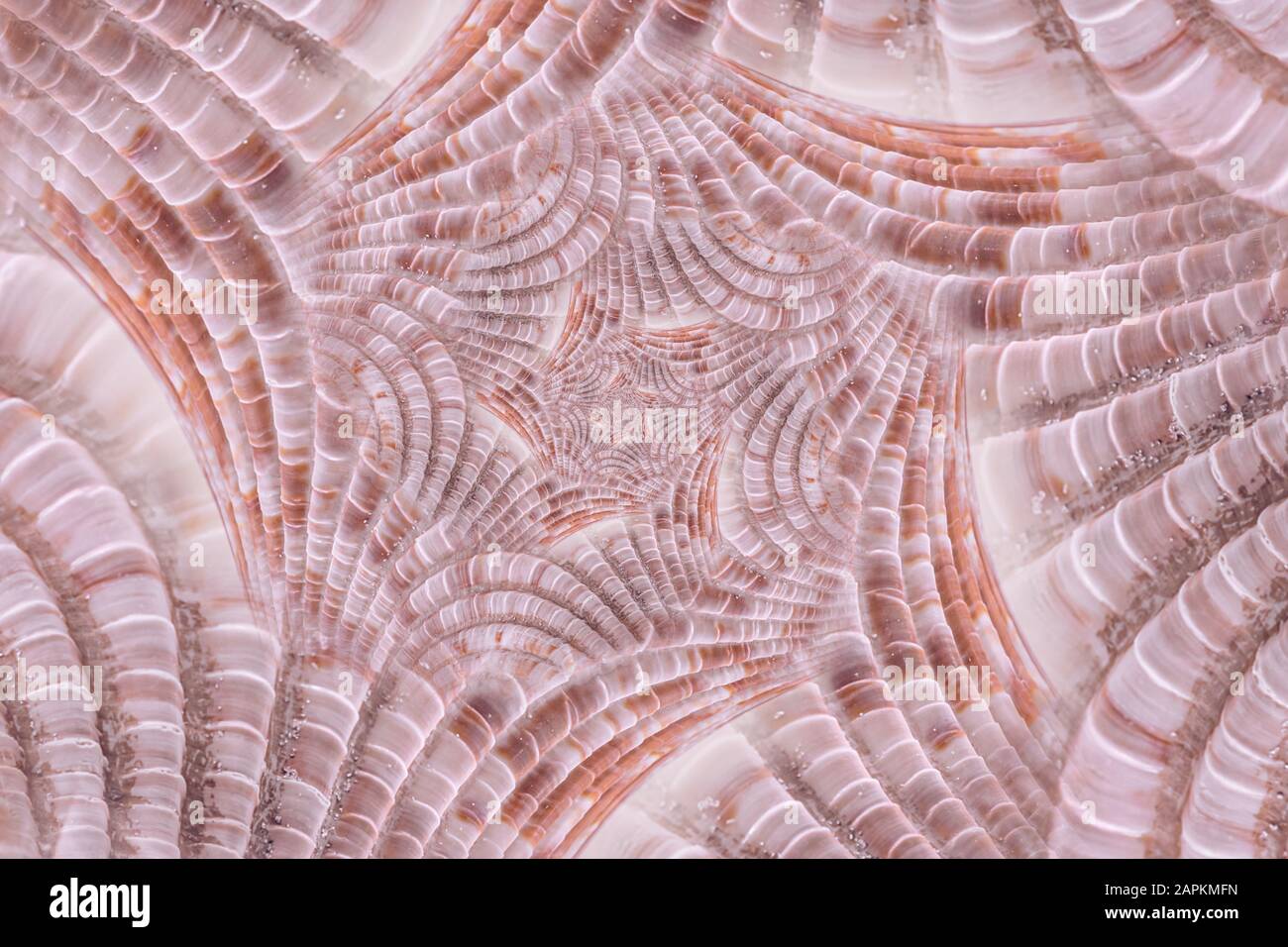 Shell structure hi-res stock photography and images - Alamy
