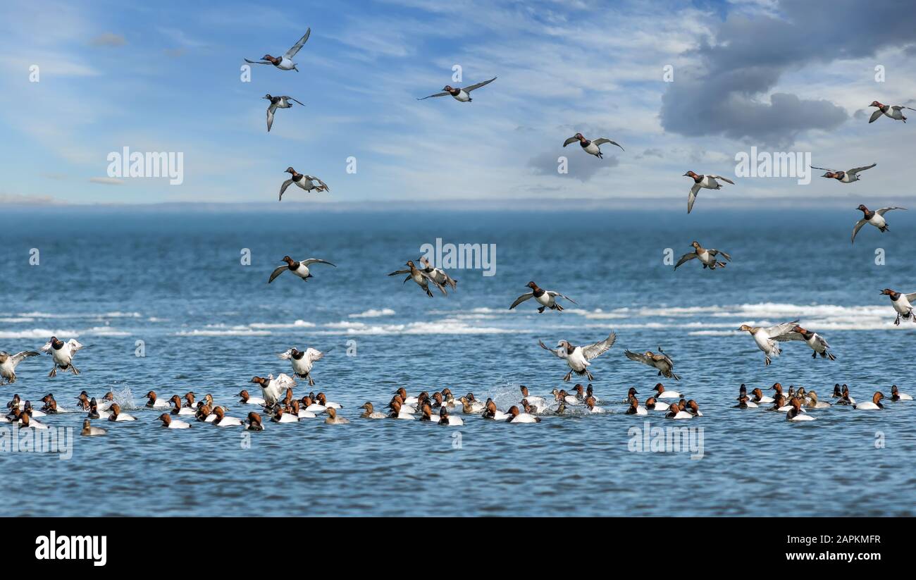 Flock of migrating Canvasback ducks flying and landing in the ...