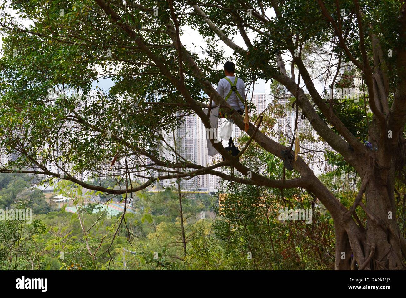 Banyan tree hong kong hi-res stock photography and images - Alamy