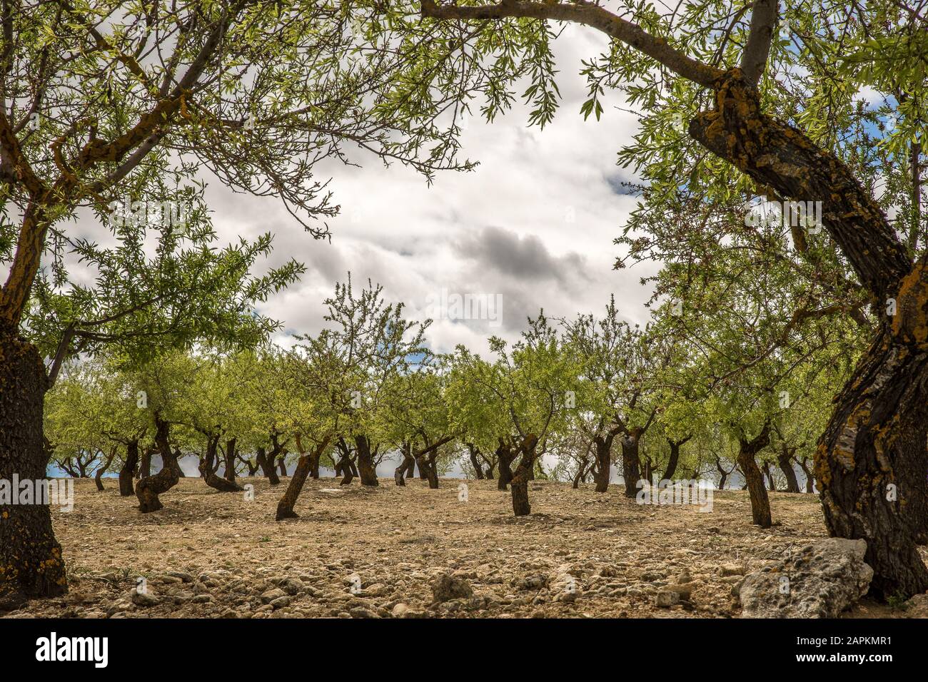Trees next to each other on a field during daytime Stock Photo - Alamy